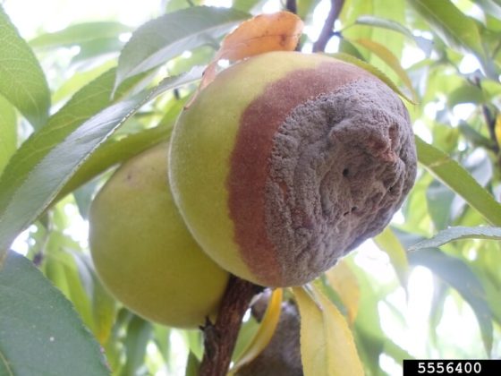 Monilinia fructicola - Zemjodelie.mk